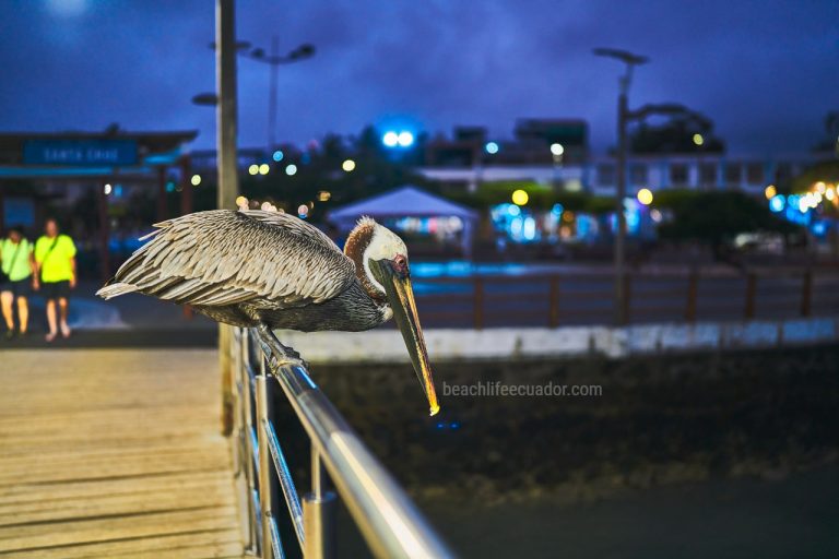 Turismo en las Islas Galápagos | Región insular del Ecuador
